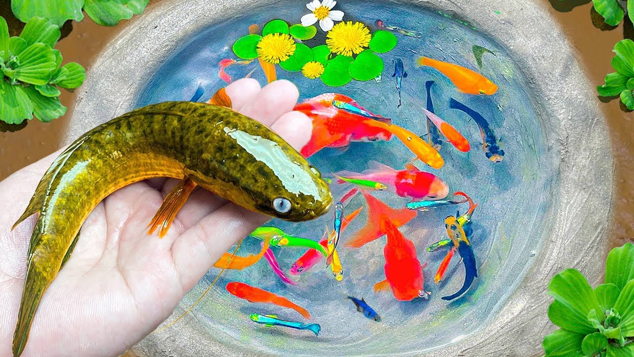 Catch Banana Fish And Find Color Surprise Eggs, Guppies, Turtle, Koi ...