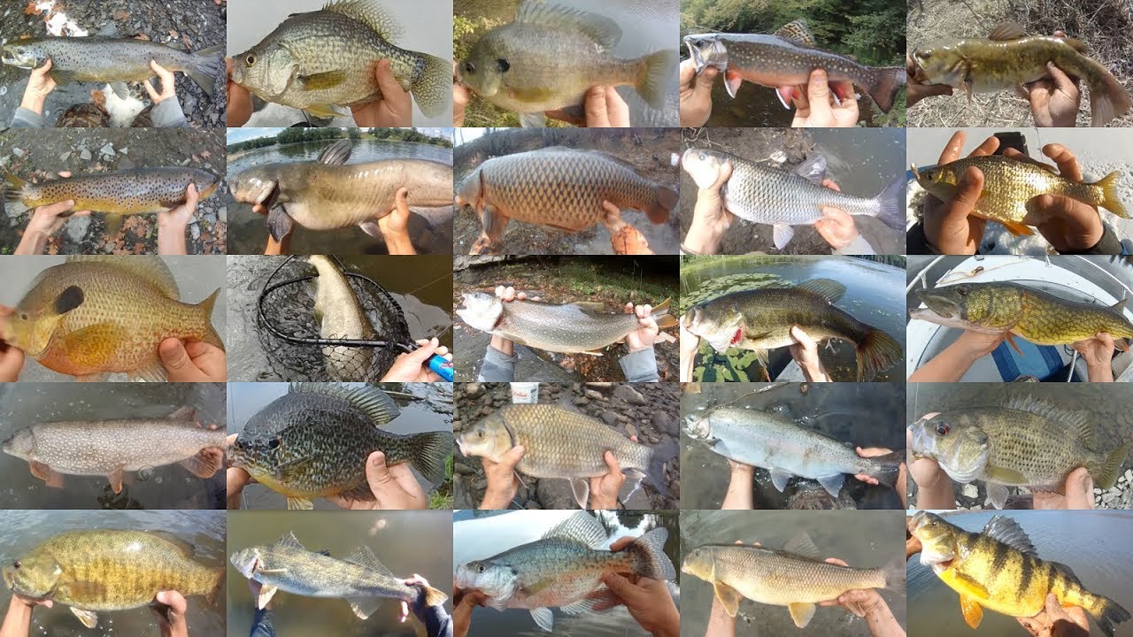 Fishing Academy #1: Introduction to N.E. U.S. Freshwater Fishing - YouTube