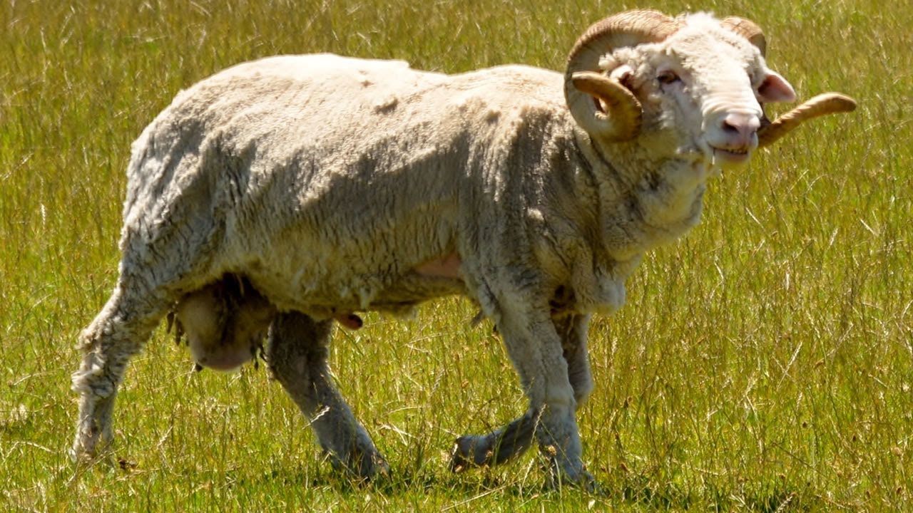 ram,bighorn-sheep ASL - YouTube