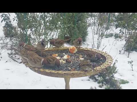 Peaceful Birds at the Feeder | Relaxing Nature with Joyful Lounge Music