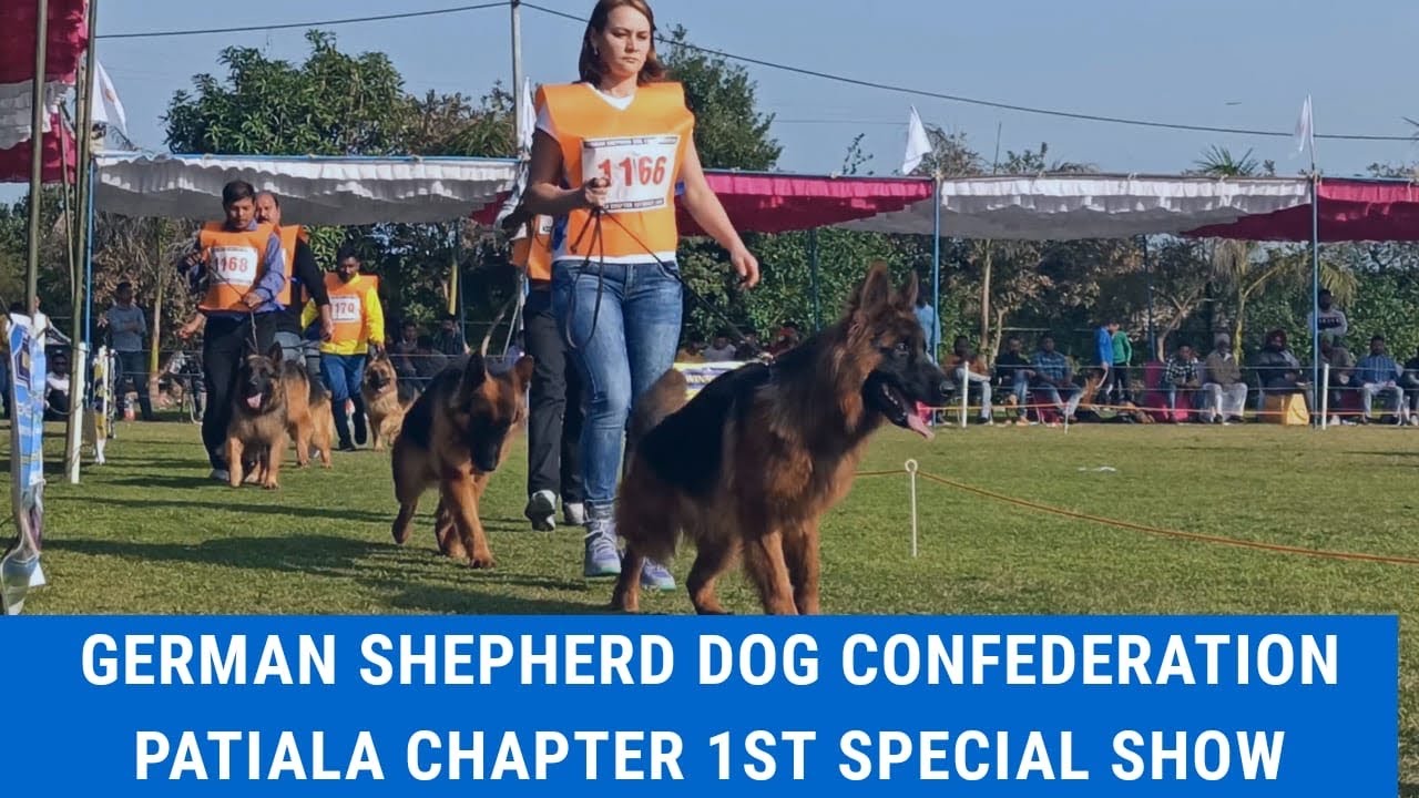 German Shepherd Dog Confederation | Patiala Chapter 1st special Show ...