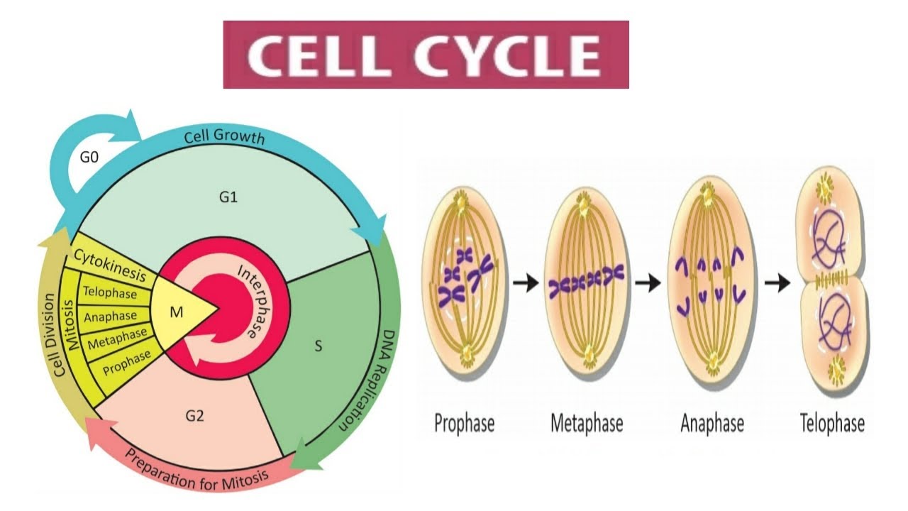 CELL CYCLE, CELL DIVISION CYCLE, CELL DIVISION, PHASES OF CELL DIVISION ...