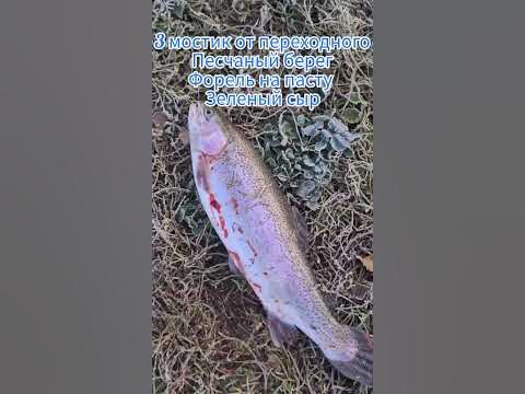 Форель на пасту - YouTube