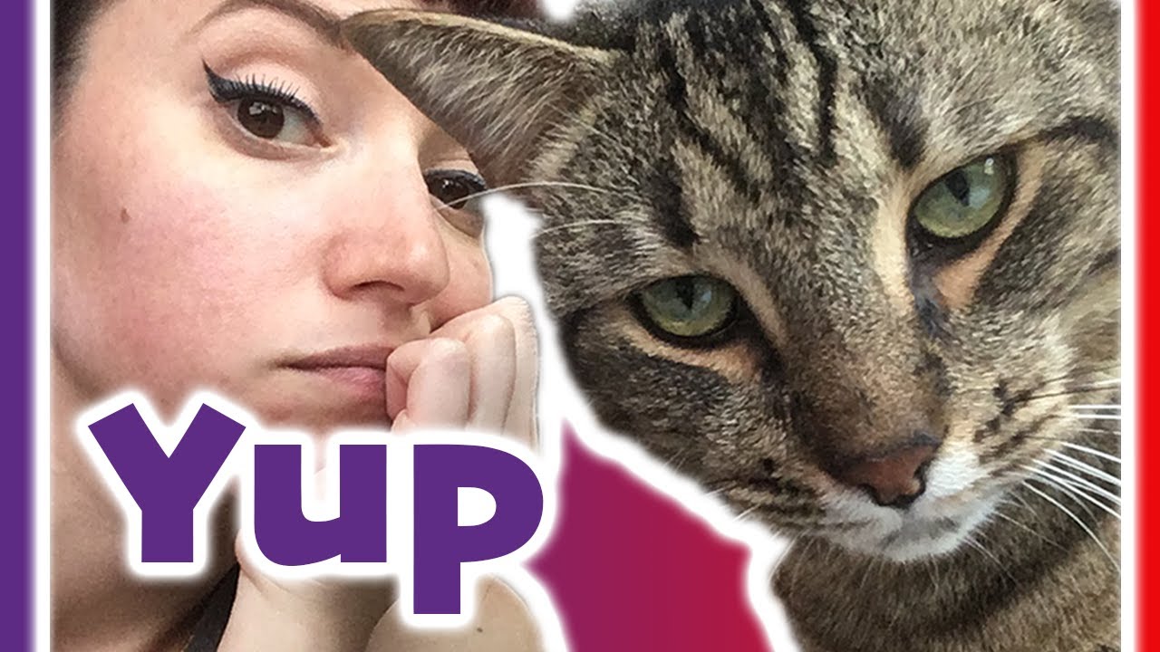 Did the CIA Really Try to use Cats as Spies? - YouTube