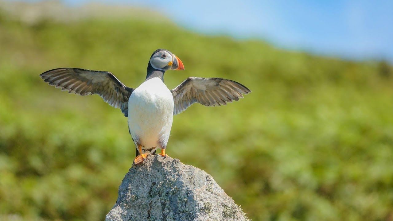 Atlantic Puffins | Cute Baby Puffins Compilation - YouTube