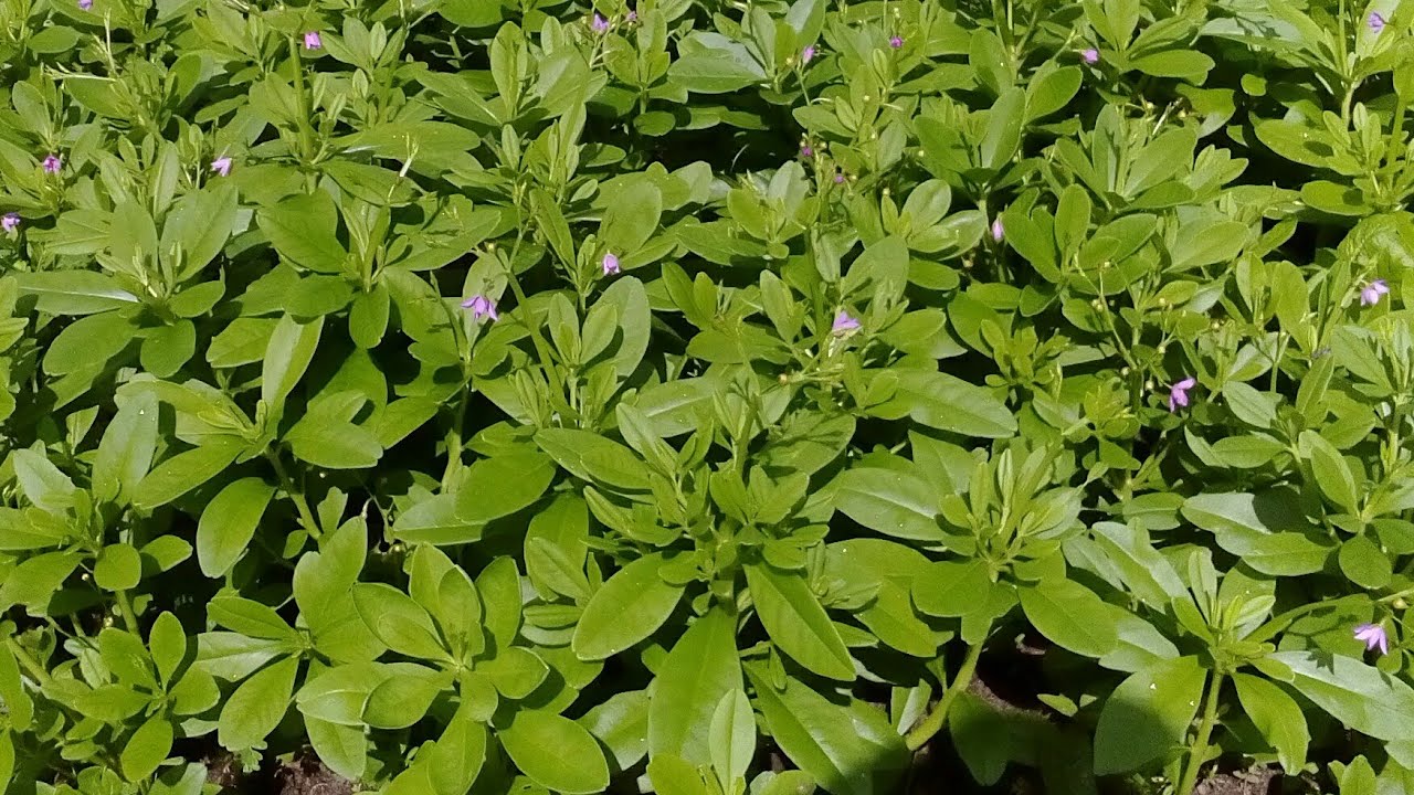 Benefícios do carirú - YouTube