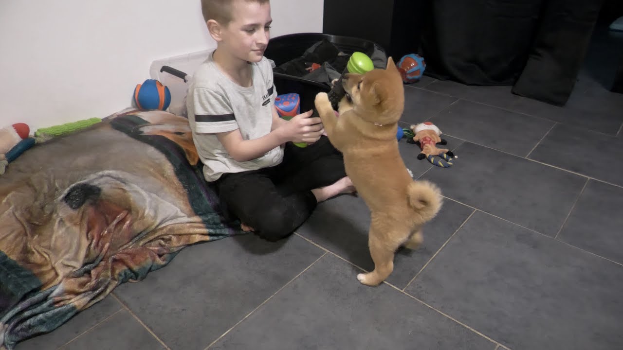 Kids playing with the pups #254 - YouTube