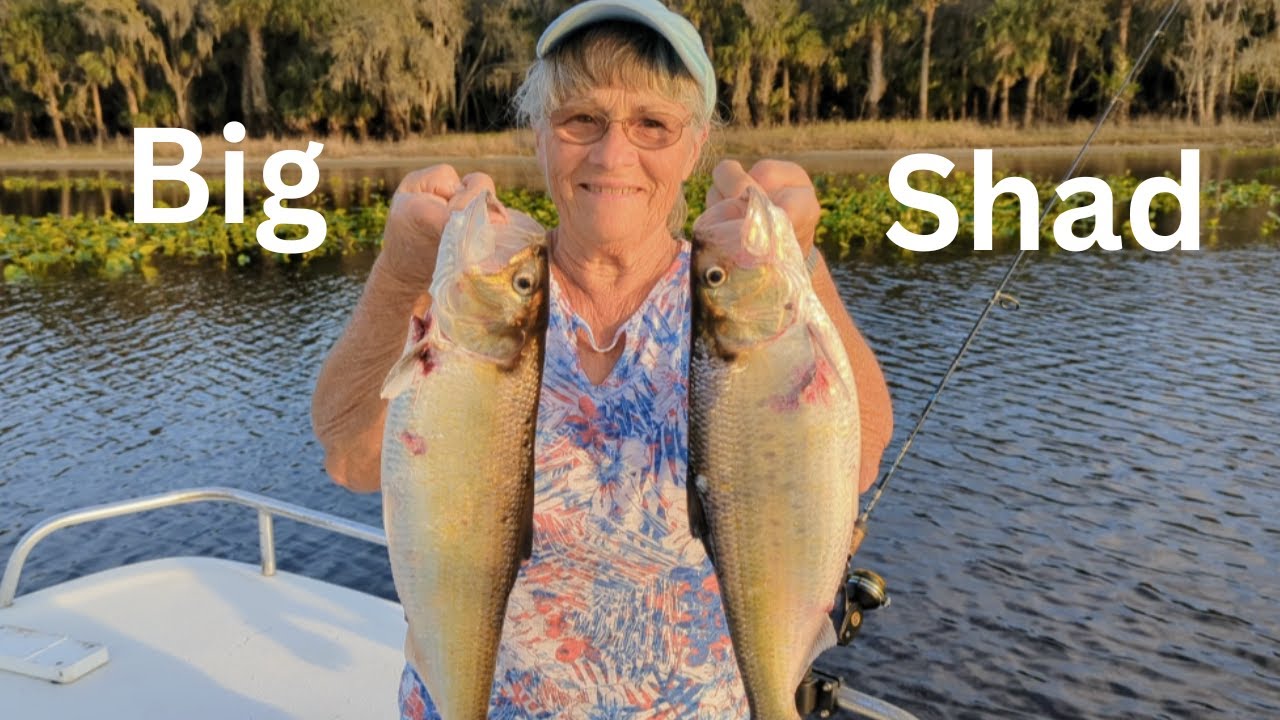 Catching Big American Shad - YouTube