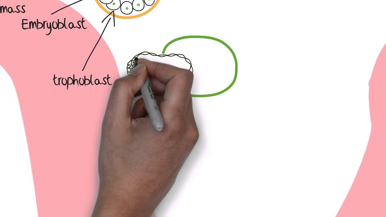 Embryology : First and Second weeks of development - YouTube
