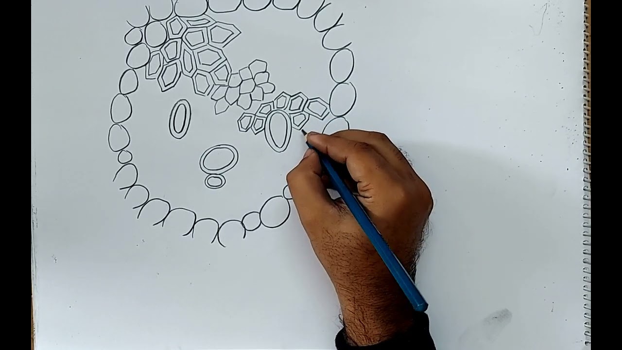 Vascular Bundle Monocot Refer The Given Figure Which Represents A