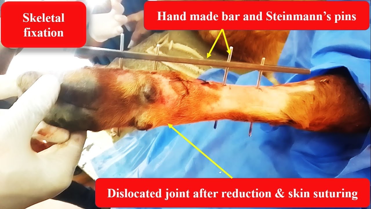 🐄 🐂 Modified direct skeletal fixation for treating compound fetlock ...