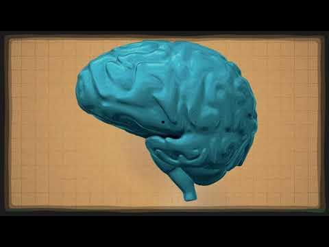 Ted & ED Offical | ༻ How the food you eat affects your brain - Mia ...