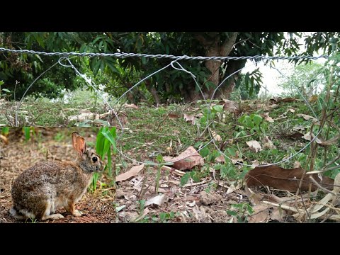 กับดักกระต่ายWild rabbit trap วิธีทำกับดักกระต่าย - YouTube