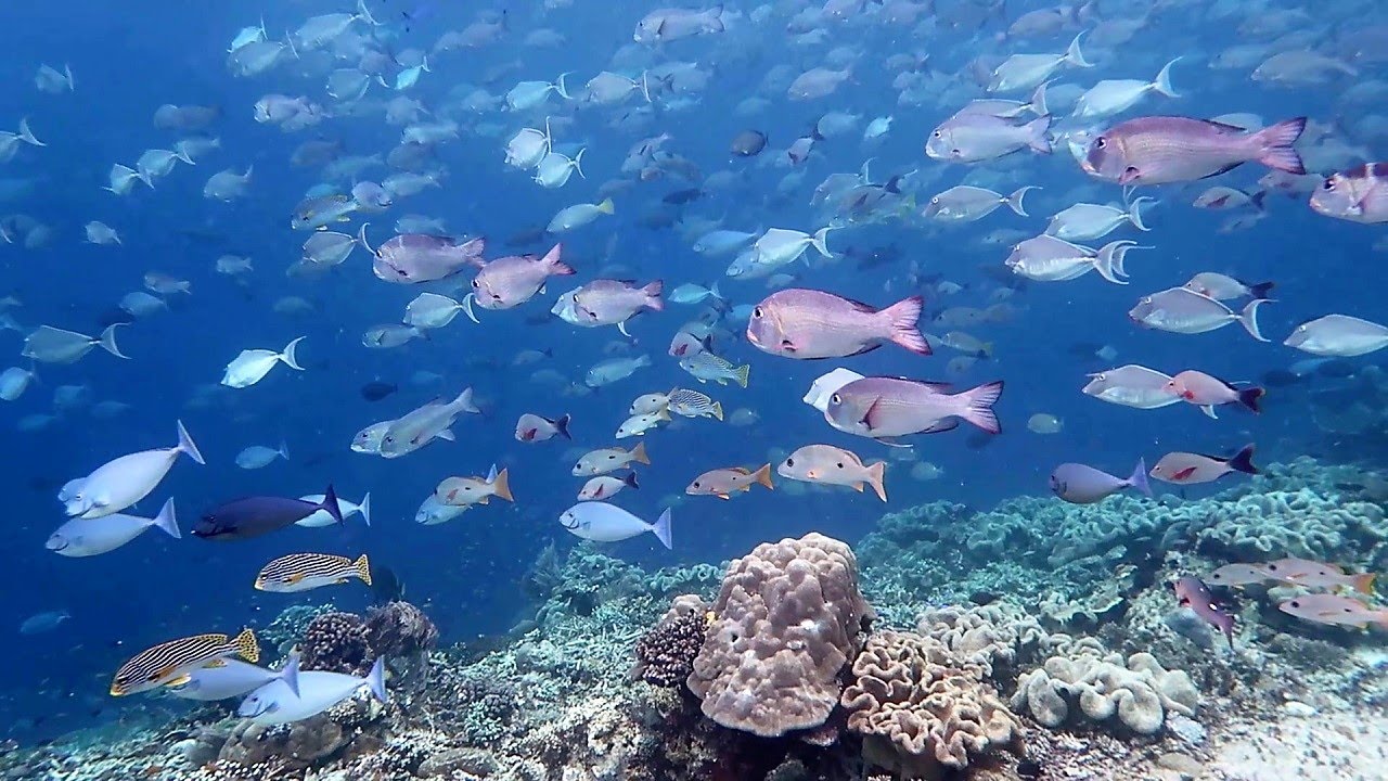 Snorkeling Raja Ampat. Pulau Kri. Lumba Lumba to Yembuba Jetty one way ...