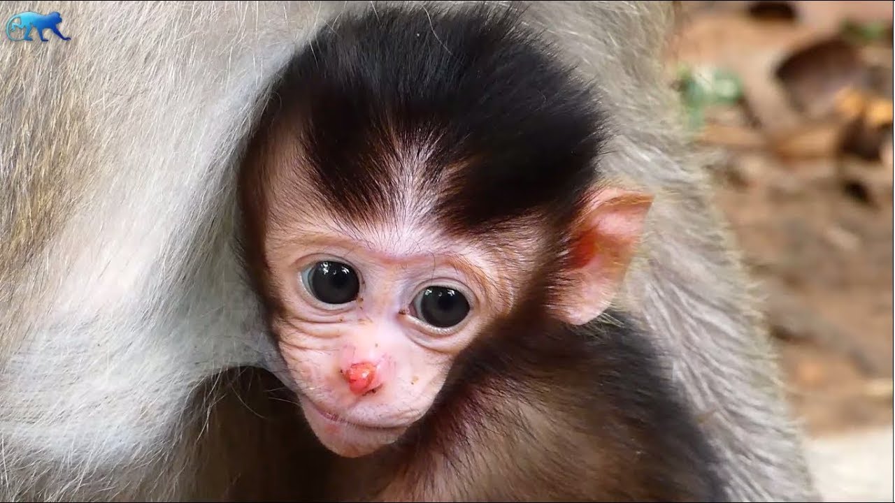 Newborn Baby monkey Alex nose still not better, Alex super active baby ...