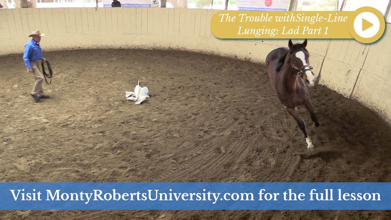 Lad Part 1: The Trouble with Single Line Lunging - YouTube
