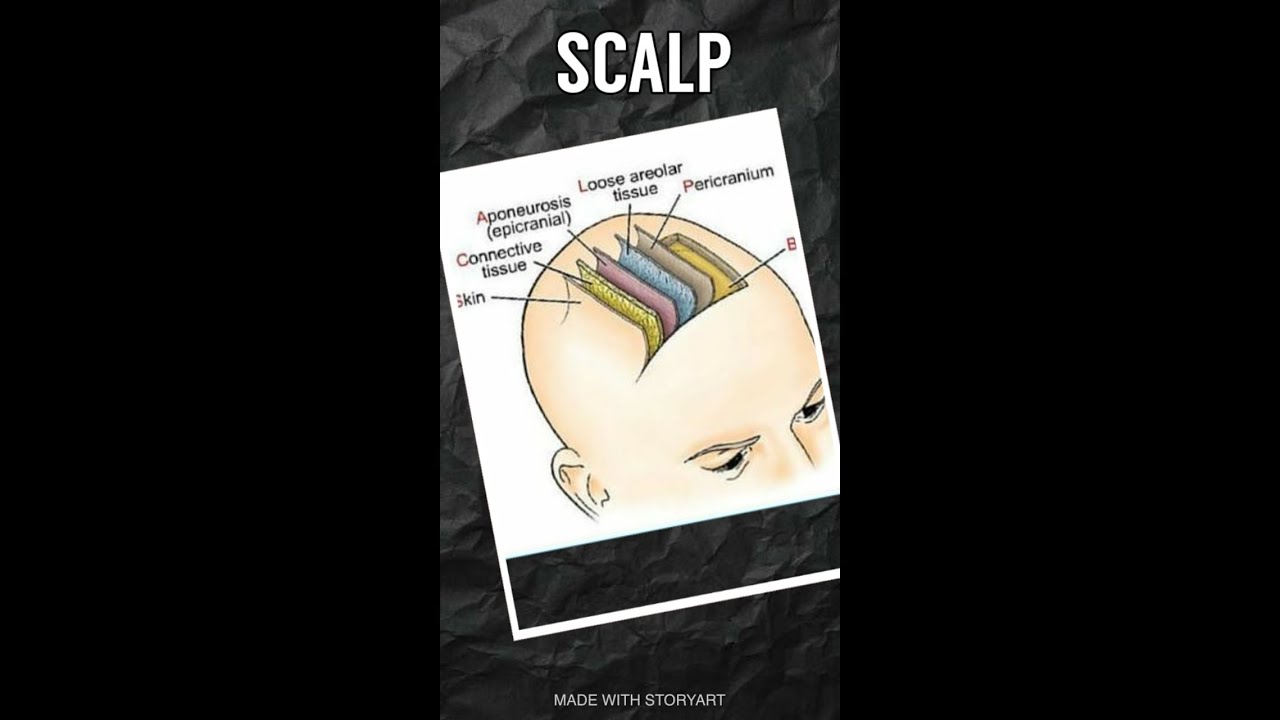 SCALP-ANATOMY - YouTube