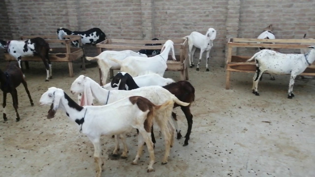 New Arival - YouTube