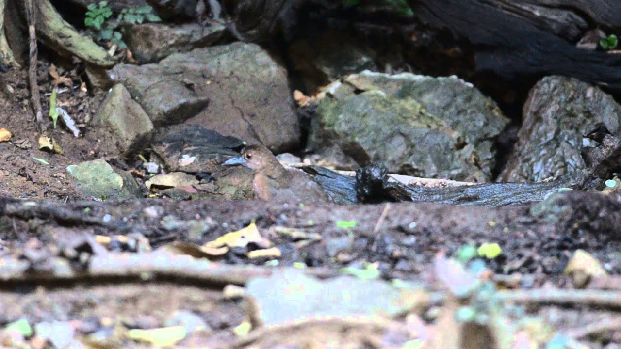 Slaty-legged Crake · Rallina eurizonoides - YouTube