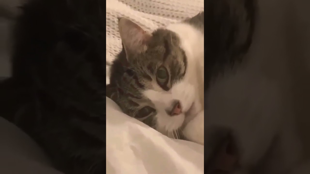 Mimicking a cat🤣 - YouTube