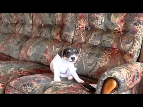 Igor d' hossegor - YouTube