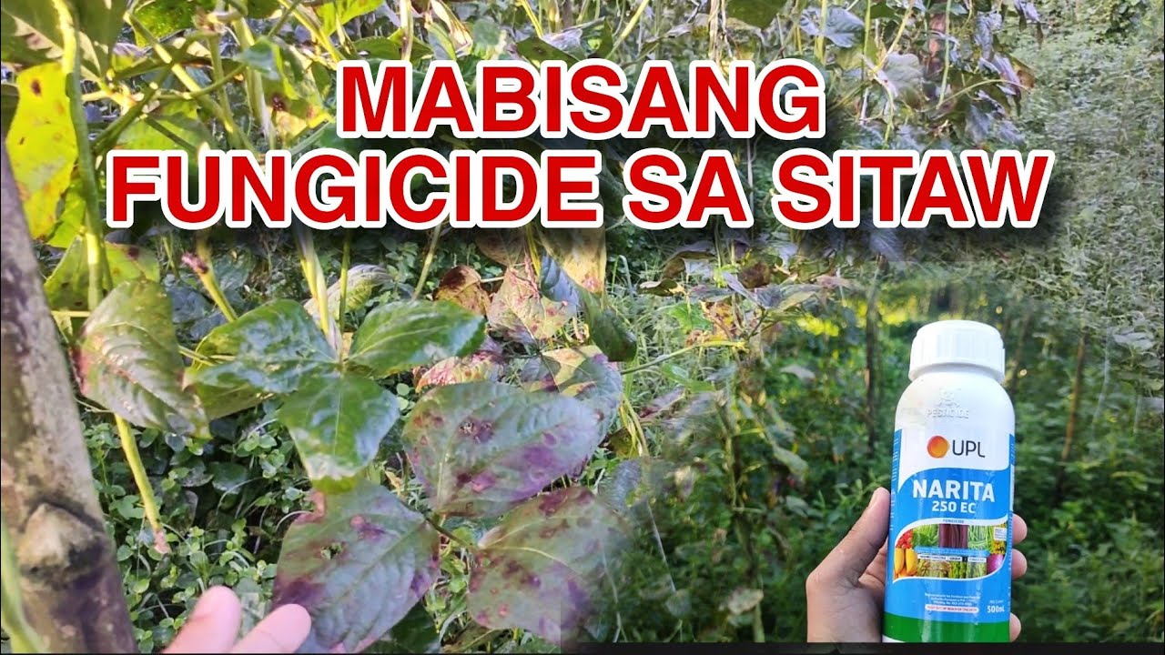 PAANO CONTROLIN ANG LEAF RUST AT LEAF SPOTS SA SITAW?🤔 #sitaw # ...