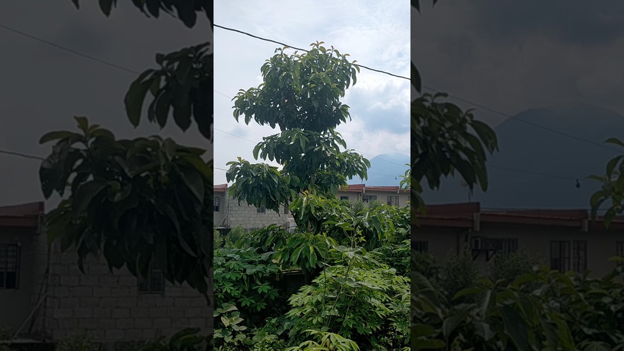 ilang taon nga ba bago mamunga ang avocado?#avocado #cuttingfruit # ...