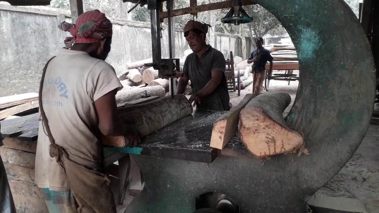 Small Branches of Banyan Tree Cutting at Old Sawmill।Banyan Wood ...