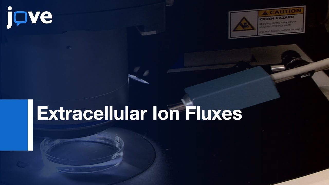 Extracellular Ion Fluxes: Ion-Selective Self-Referencing Microelectrode ...