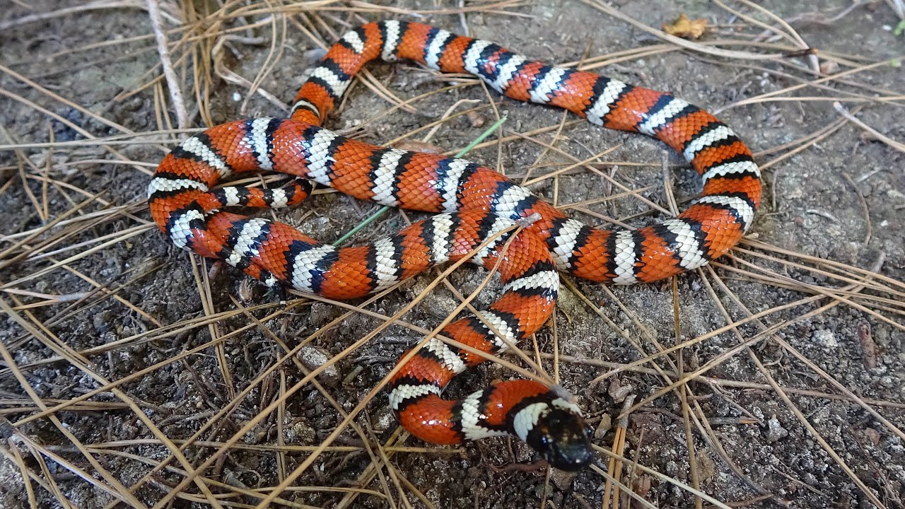 I Love Snakes | 300 Subs - YouTube