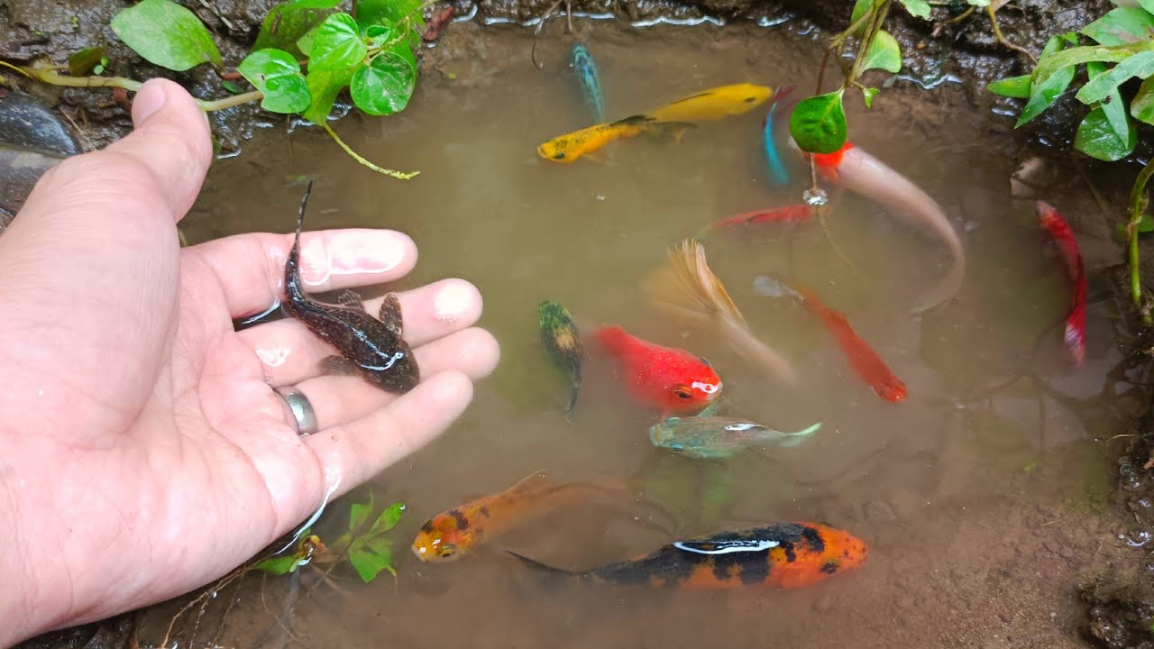 Wadidaw! Tangkap ikan komet, ikan cupang, ikan molly balon, ikan mas ...