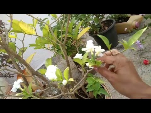 तगर !! ( मराठी ) Tagar plant ! Tagar plant care. फुलझाड !! तगर रोपांची ...