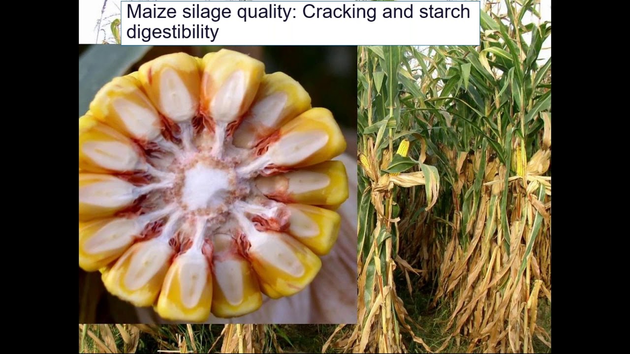 Webinar: How to assess flooded forages and standing maize - YouTube