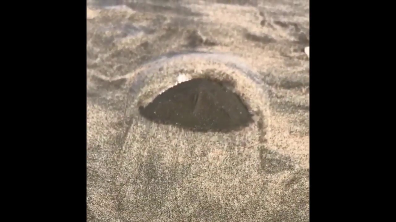 Sand Dollar Burrowing - YouTube