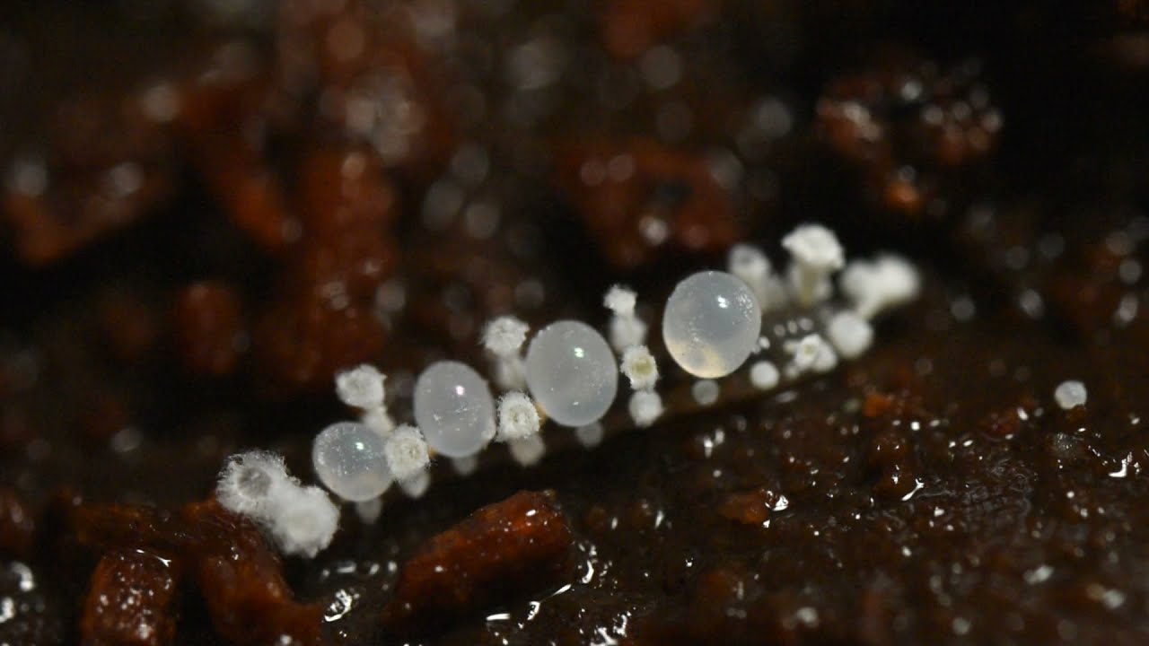 Incredible Bubble Worm - YouTube