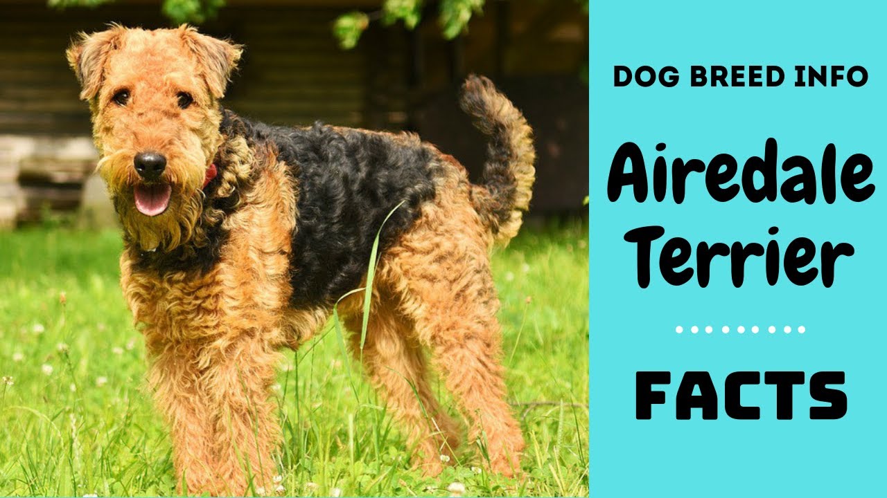 Airedale terrier dog breed. All breed characteristics and facts about ...