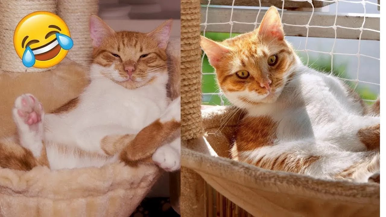 Best Funny Cats And Dogs Video Funniest Animals 2022 - YouTube