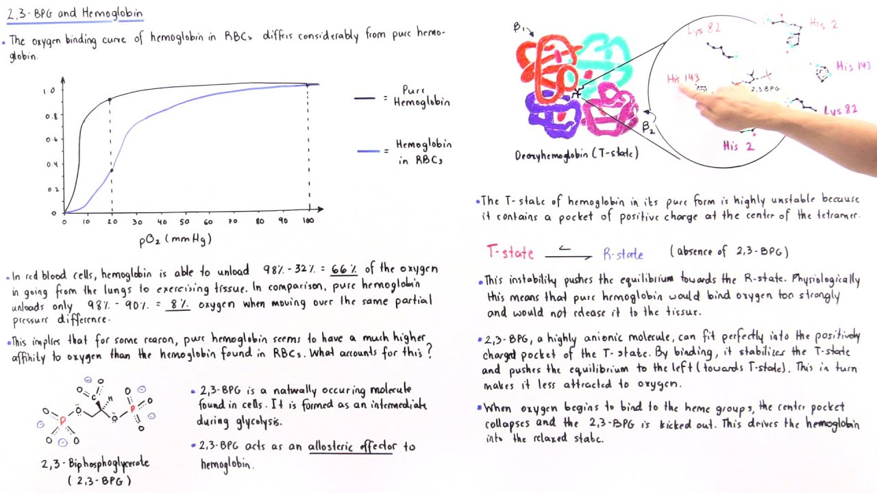 Effect Of 2 3 BPG On Hemoglobin YouTube