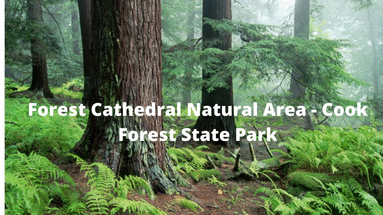 Forest Cathedral Area Cook Forest State Park PA - YouTube