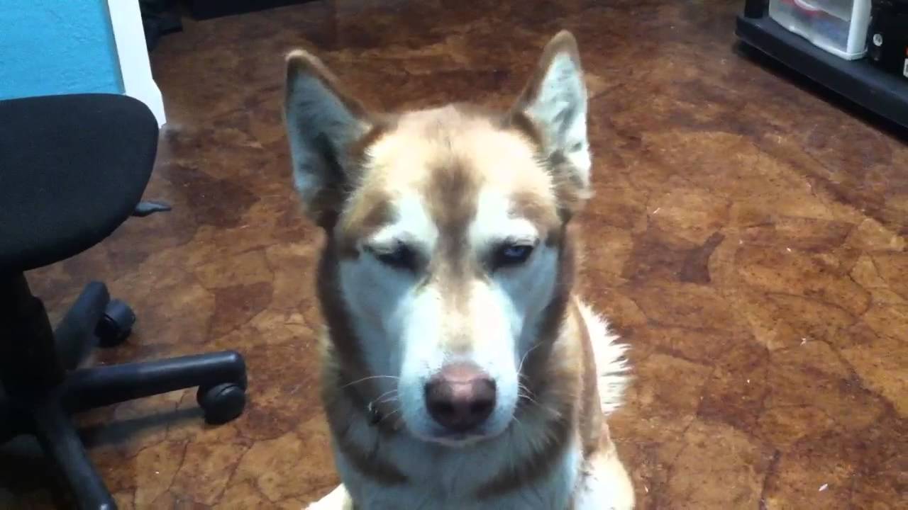 My Siberian husky arguing with me! - YouTube