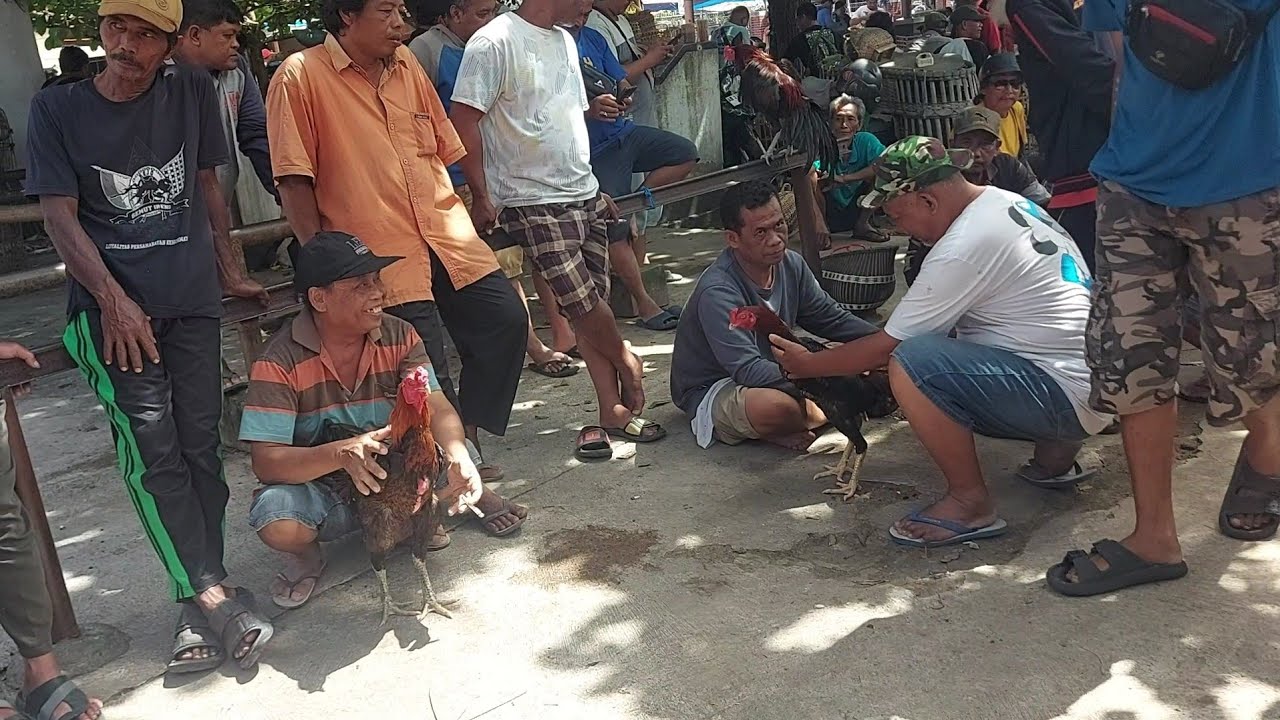 Spesial pasar ayam gawok sukoharjo||banyak ayam bagus di pasar ini ...