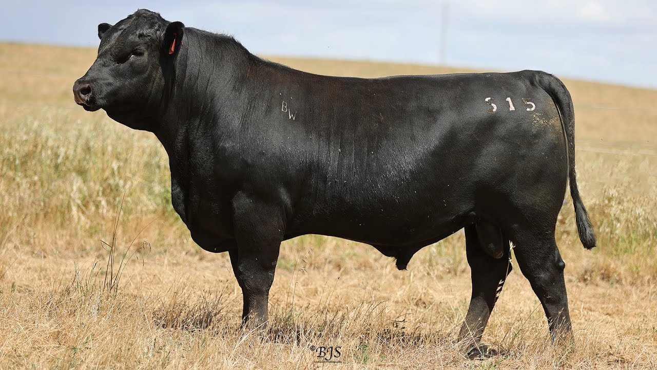 Lot 43 SDF21S15 Bull Oak Well 2023 - YouTube