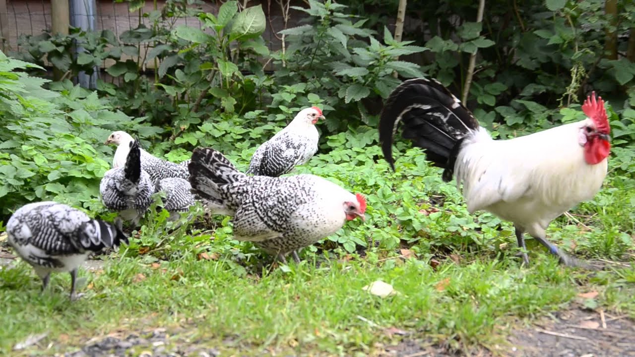 Groninger Meeuw Zilverpel Kriel Kippen, ons tuin - YouTube