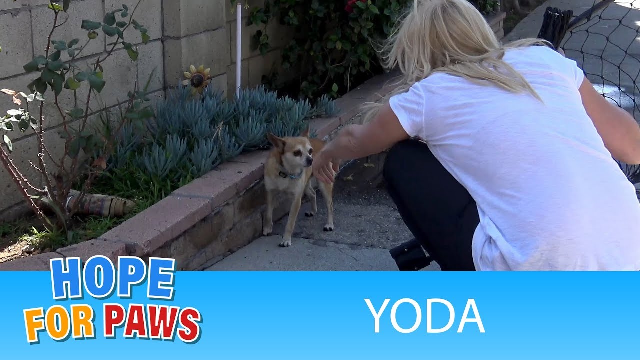 Lisa Arturo Hope For Paws