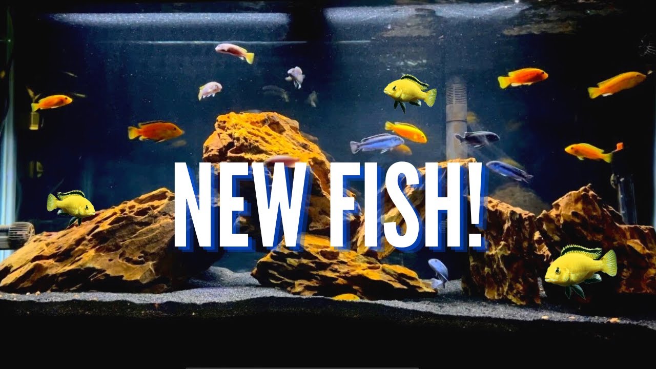 New Fish & Aquascape for the 75 Gallon Mbuna Cichlid Tank - YouTube