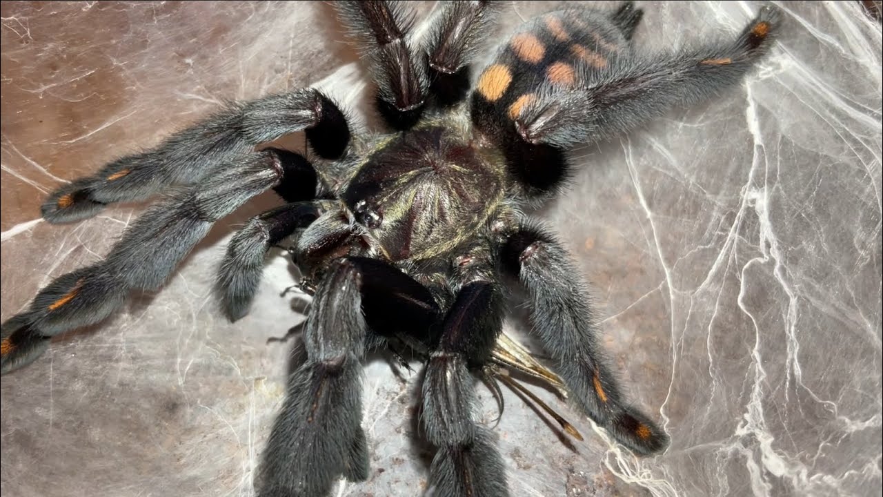 Venezuelan sun tiger tarantula (Psalmopoeus irminia) feeding black ...