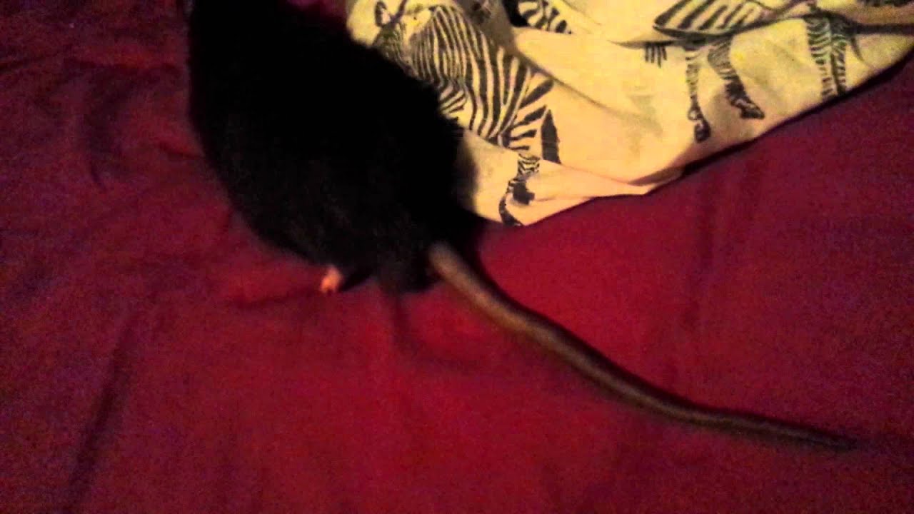 Bowser foot - YouTube