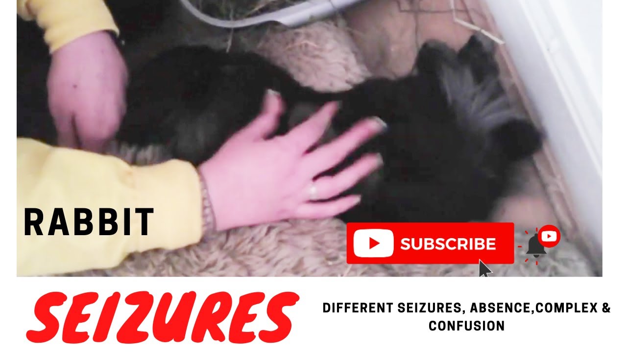 epileptic rabbit, video of different seizures. Binky has epilepsy/vet ...