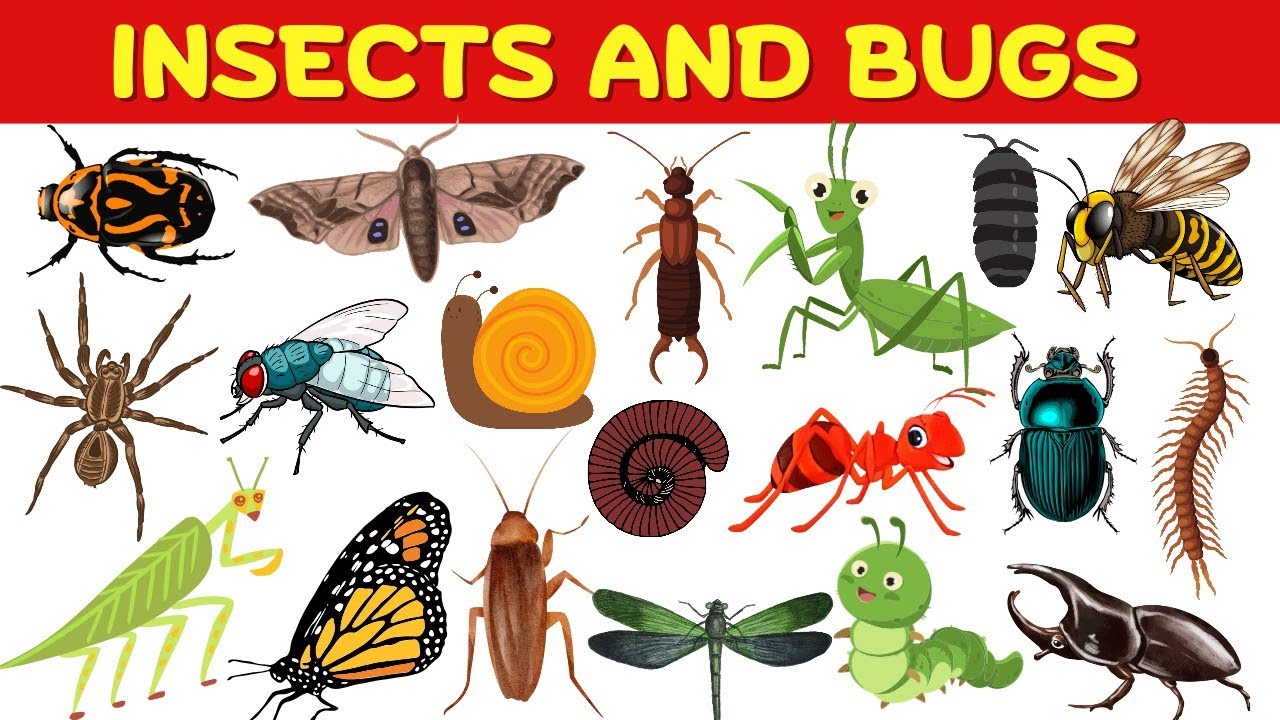 Insects And Bugs Name | Learn Insects And Bugs Name In English | Online ...
