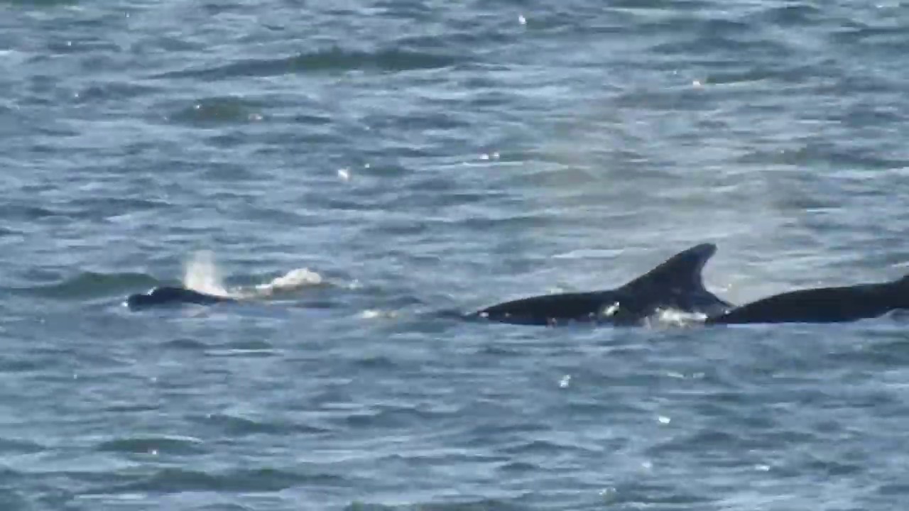 Tail Slapping Bottlenose Dolphins - YouTube